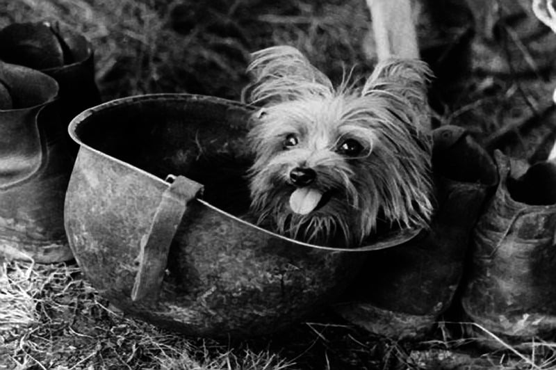 8 Animals That Made A Historic Difference - The History Insider